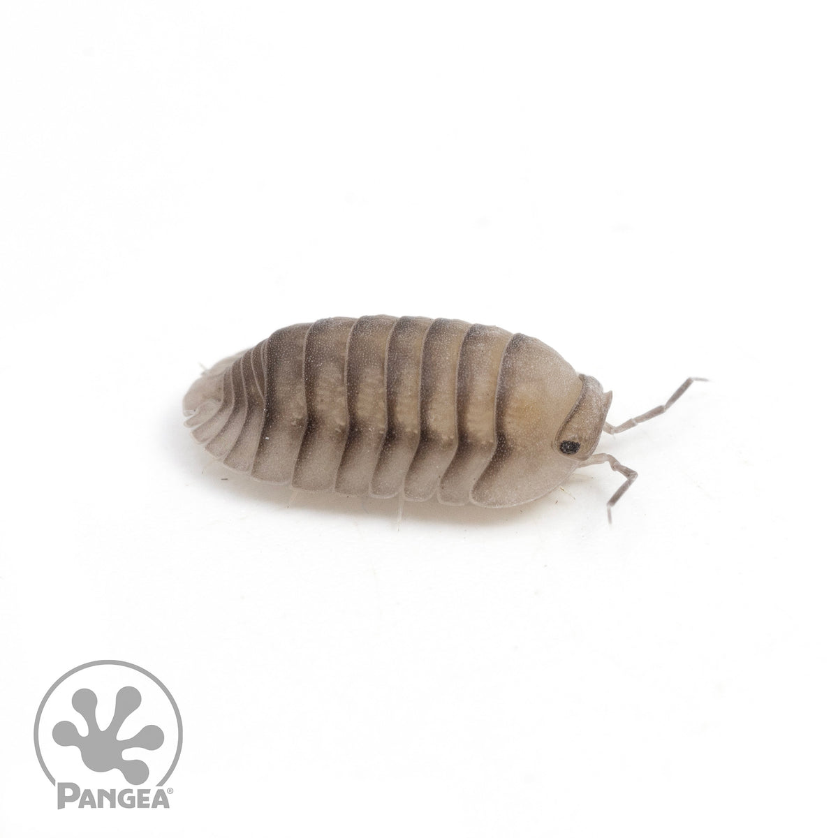 Cubaris sp. ‘Blue Pigeon’ Isopods - Pangea Reptile LLC