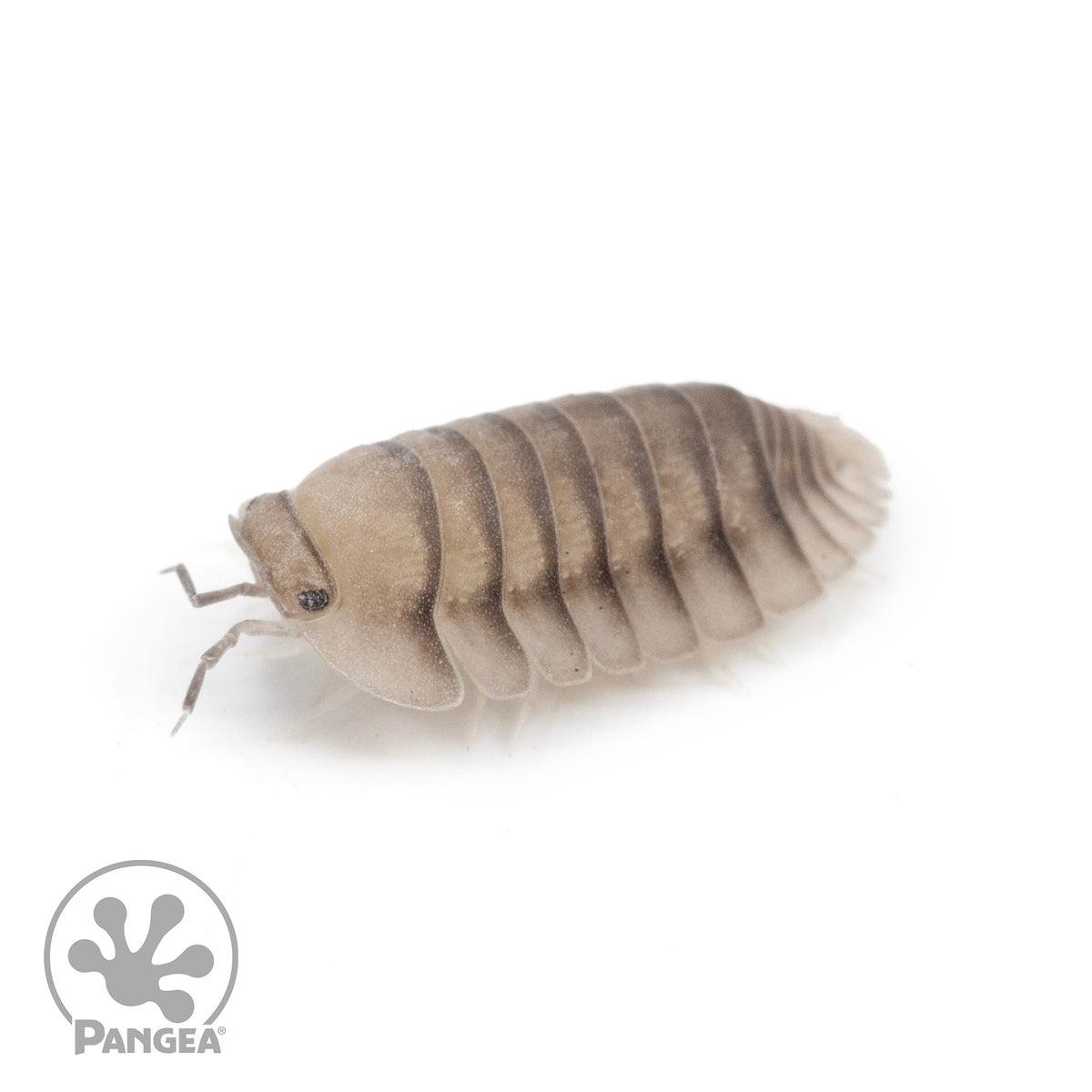 Cubaris sp. ‘Blue Pigeon’ Isopods - Pangea Reptile LLC