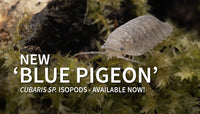 Isopods and Springtails - Pangea Reptile LLC