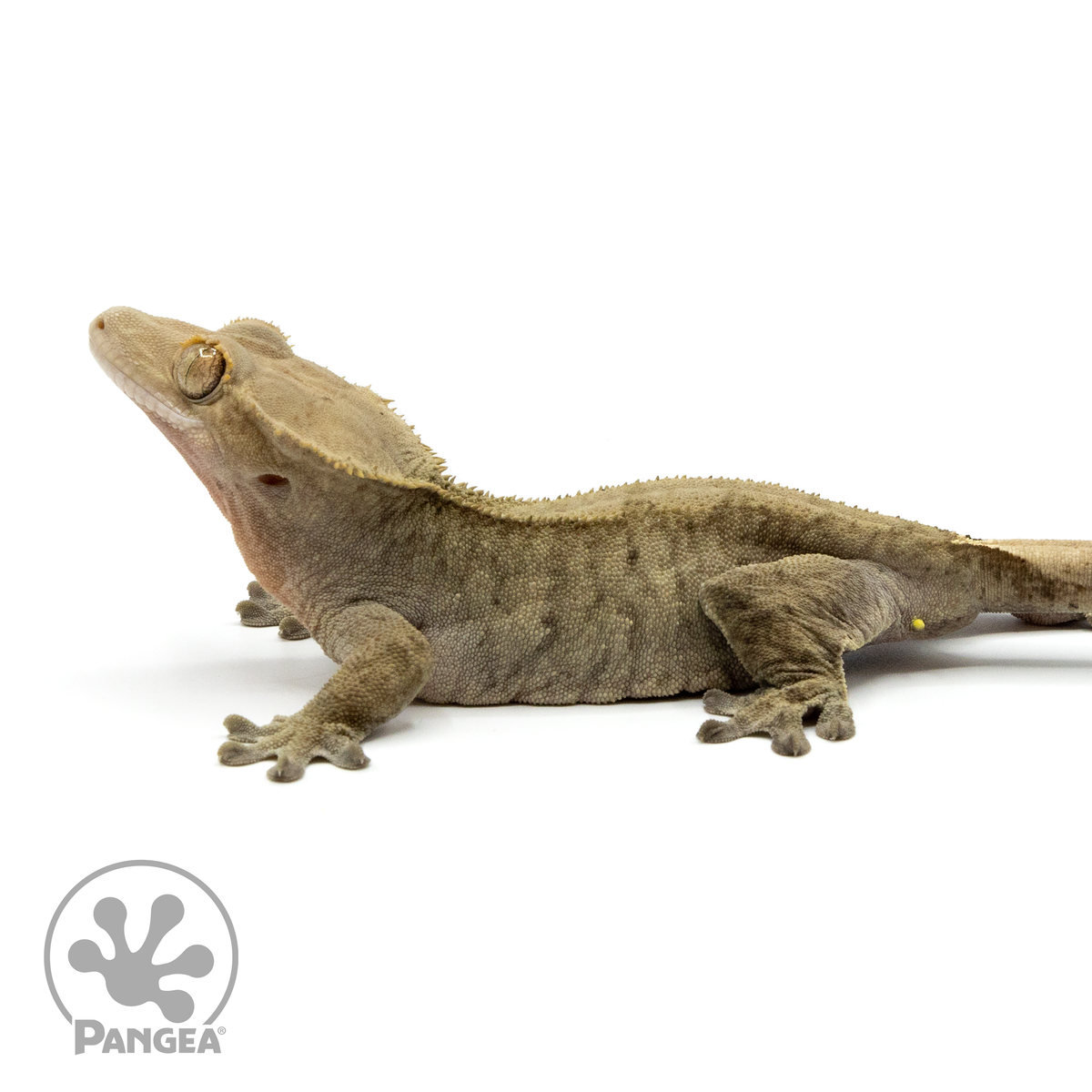 Female Phantom Crested Gecko | Pangea Reptile | Cr-1438 - Pangea ...