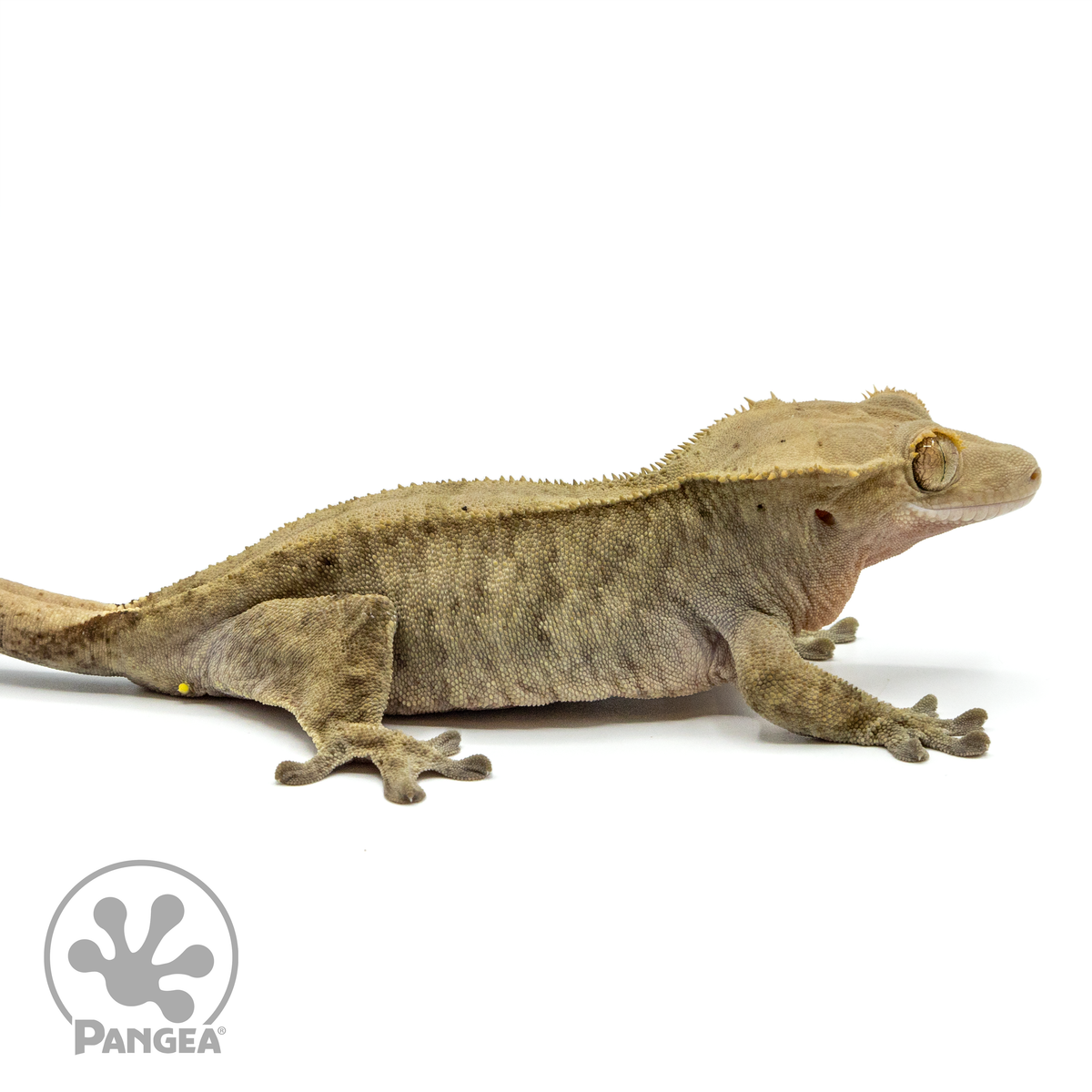 Female Phantom Crested Gecko | Pangea Reptile | Cr-1438 - Pangea ...