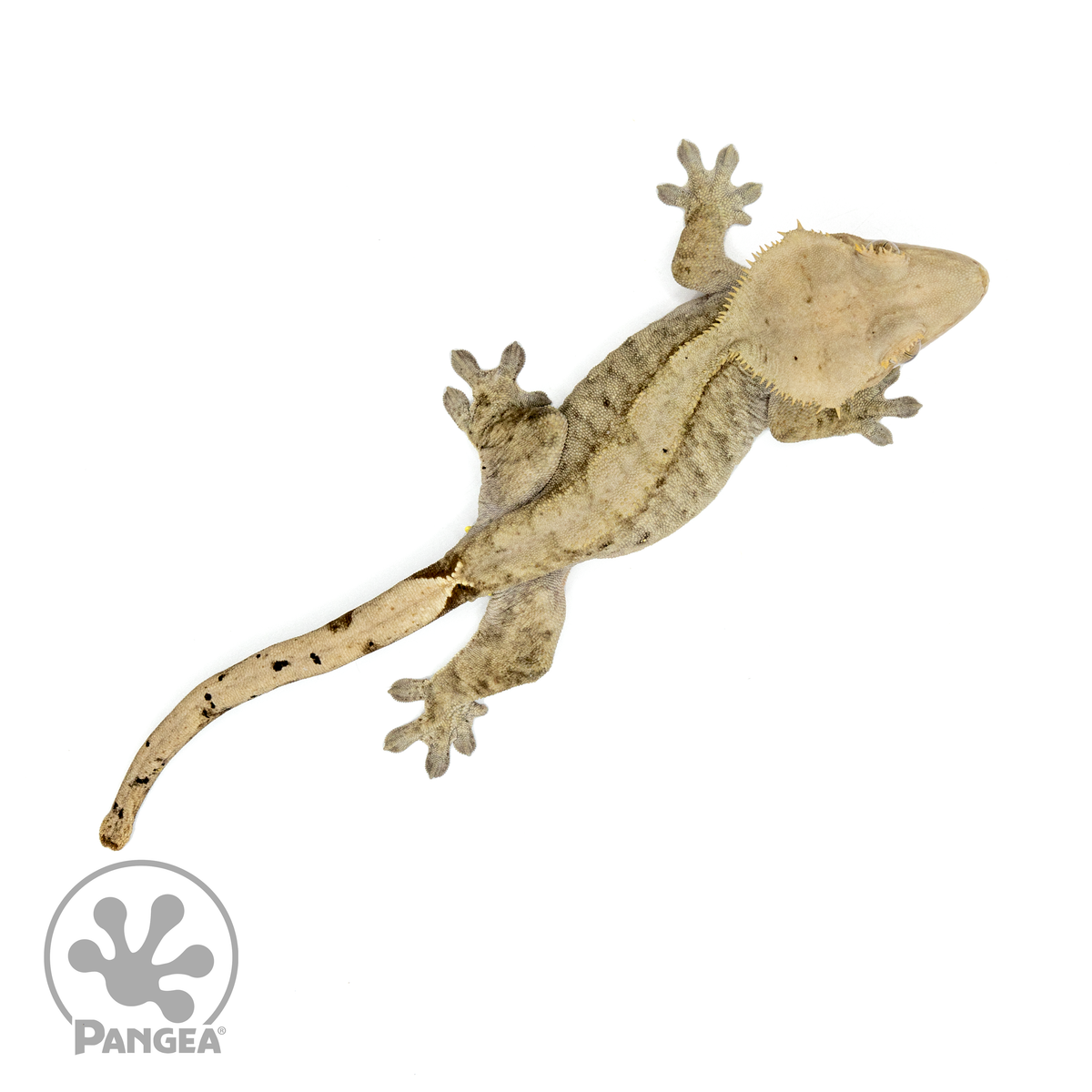 Female Phantom Crested Gecko | Pangea Reptile | Cr-1438 - Pangea ...