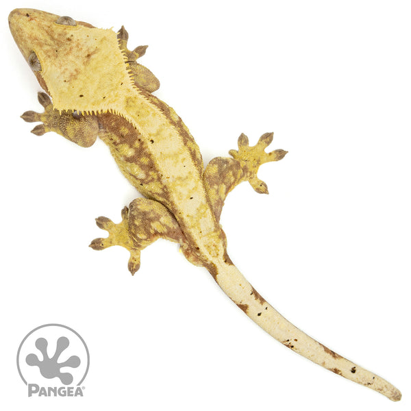 Male Red Extreme Harlequin Crested Gecko | Pangea Reptile | Cr-1454 ...