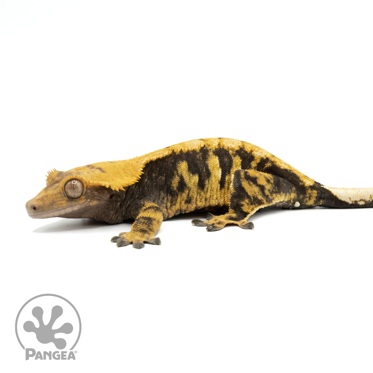 Female XXX Crested Gecko | Pangea Reptile | Cr-1460 - Pangea Reptile LLC