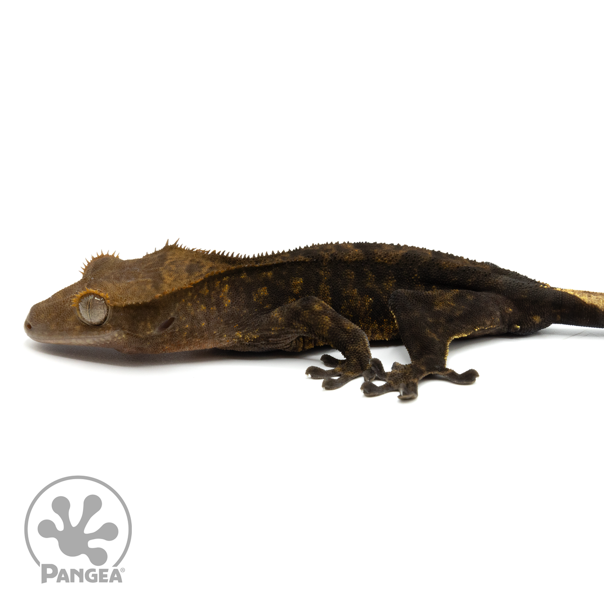 Male OG Black Crested Gecko | Pangea Reptile | Cr-1538 - Pangea Reptile LLC