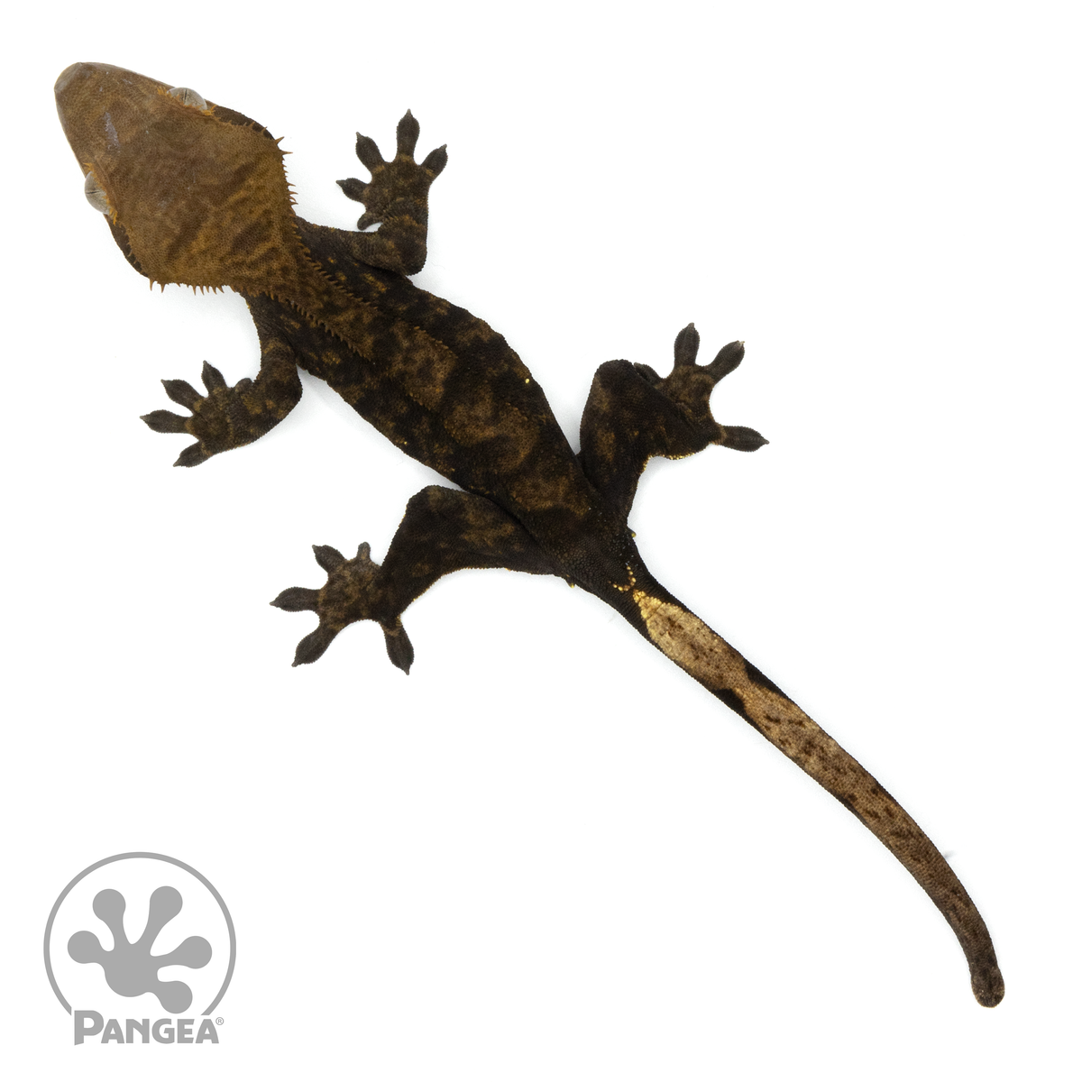 Male OG Black Crested Gecko | Pangea Reptile | Cr-1538 - Pangea Reptile LLC