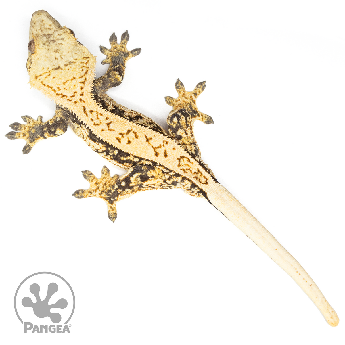 Male Tricolor Crested Gecko | Pangea Reptile | Cr-1577 - Pangea Reptile LLC