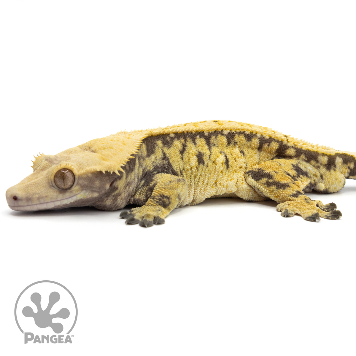 Male Extreme Crested Gecko | Pangea Reptile | Cr-1658 - Pangea Reptile LLC