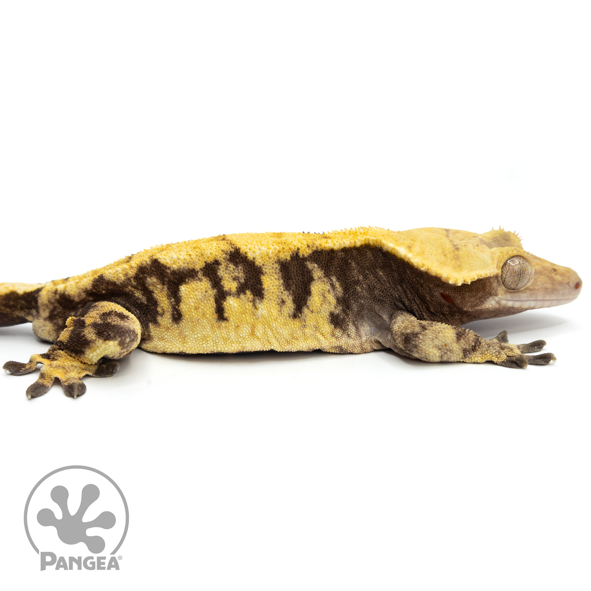 Male XXX Crested Gecko | Pangea Reptile | Cr-1800 - Pangea Reptile LLC
