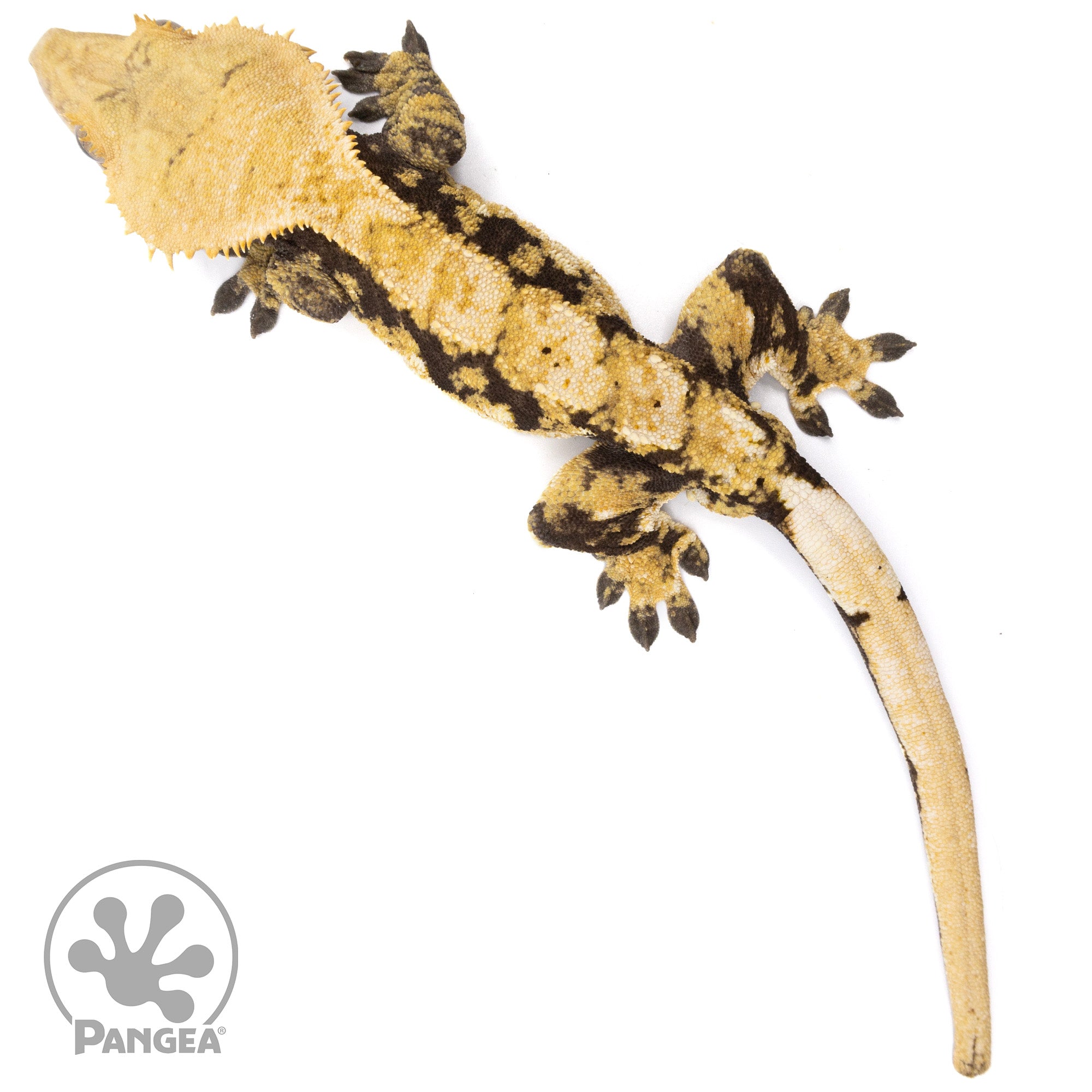 Male Tricolor Extreme Crested Gecko | Pangea Reptile | Cr-2003 - Pangea ...