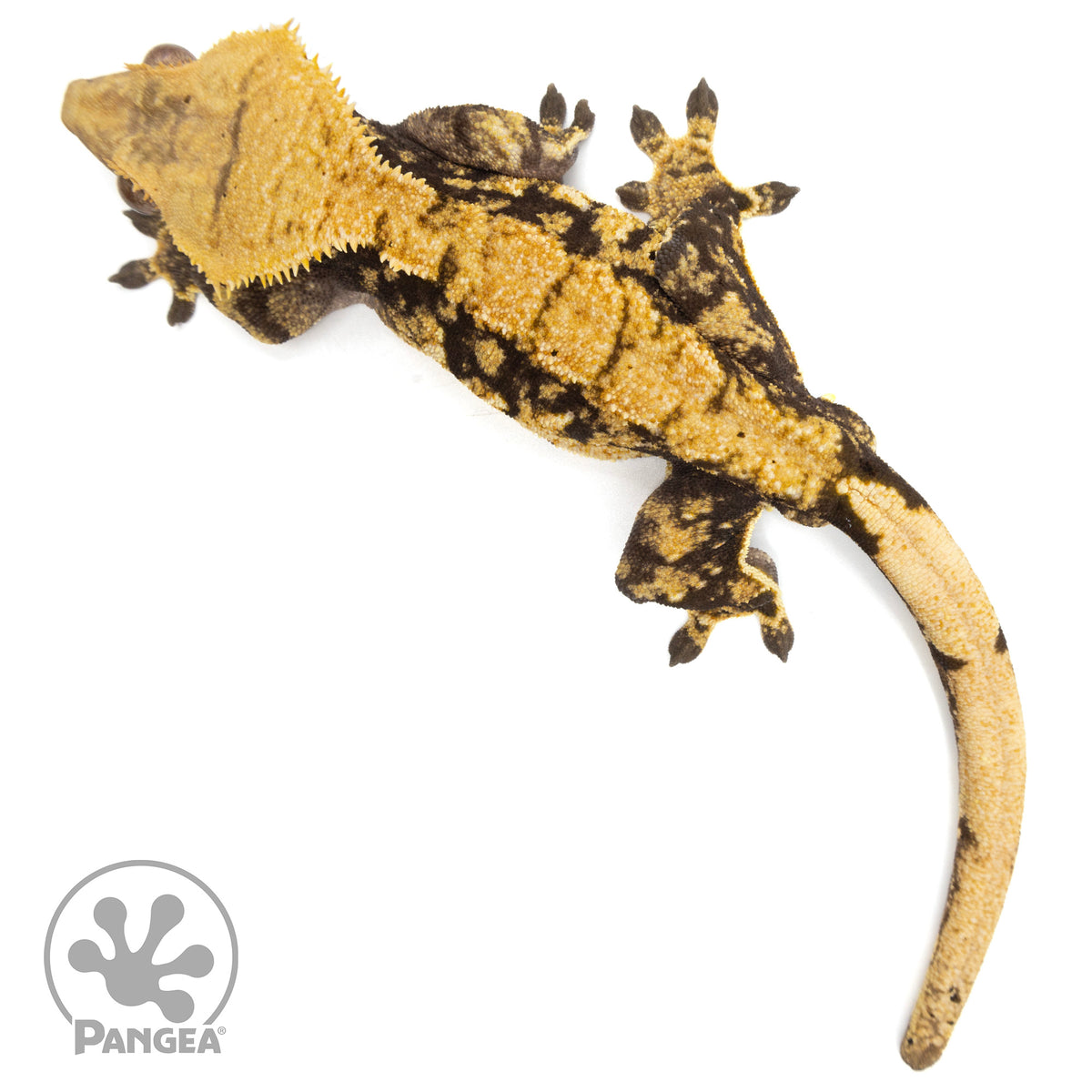 Male Extreme Crested Gecko | Pangea Reptile | Cr-2077 - Pangea Reptile LLC