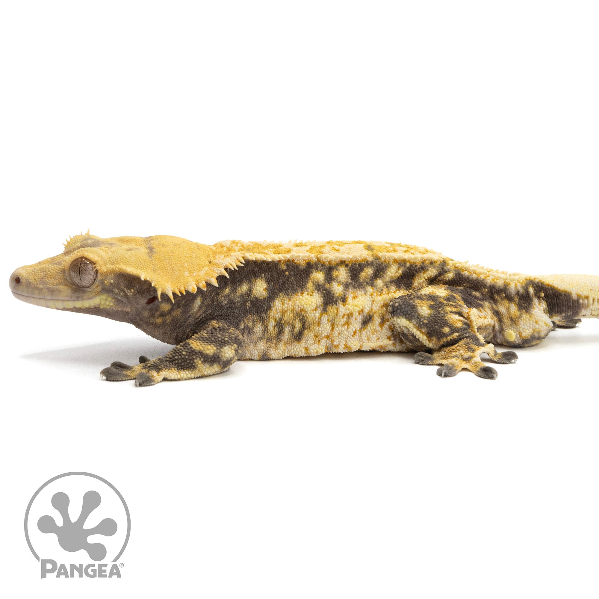 Male Extreme Harlequin Crested Gecko | Pangea Reptile | Cr-2098 ...