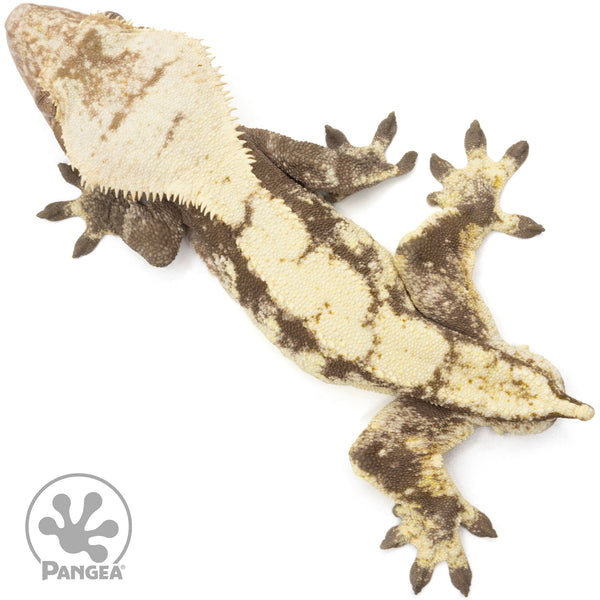 Male Extreme Harlequin Crested Gecko | Pangea Reptile | Cr-2103 ...