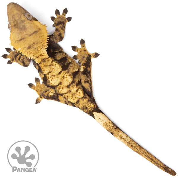 Female XXX Crested Gecko | Pangea Reptile | Cr-2283 - Pangea Reptile LLC