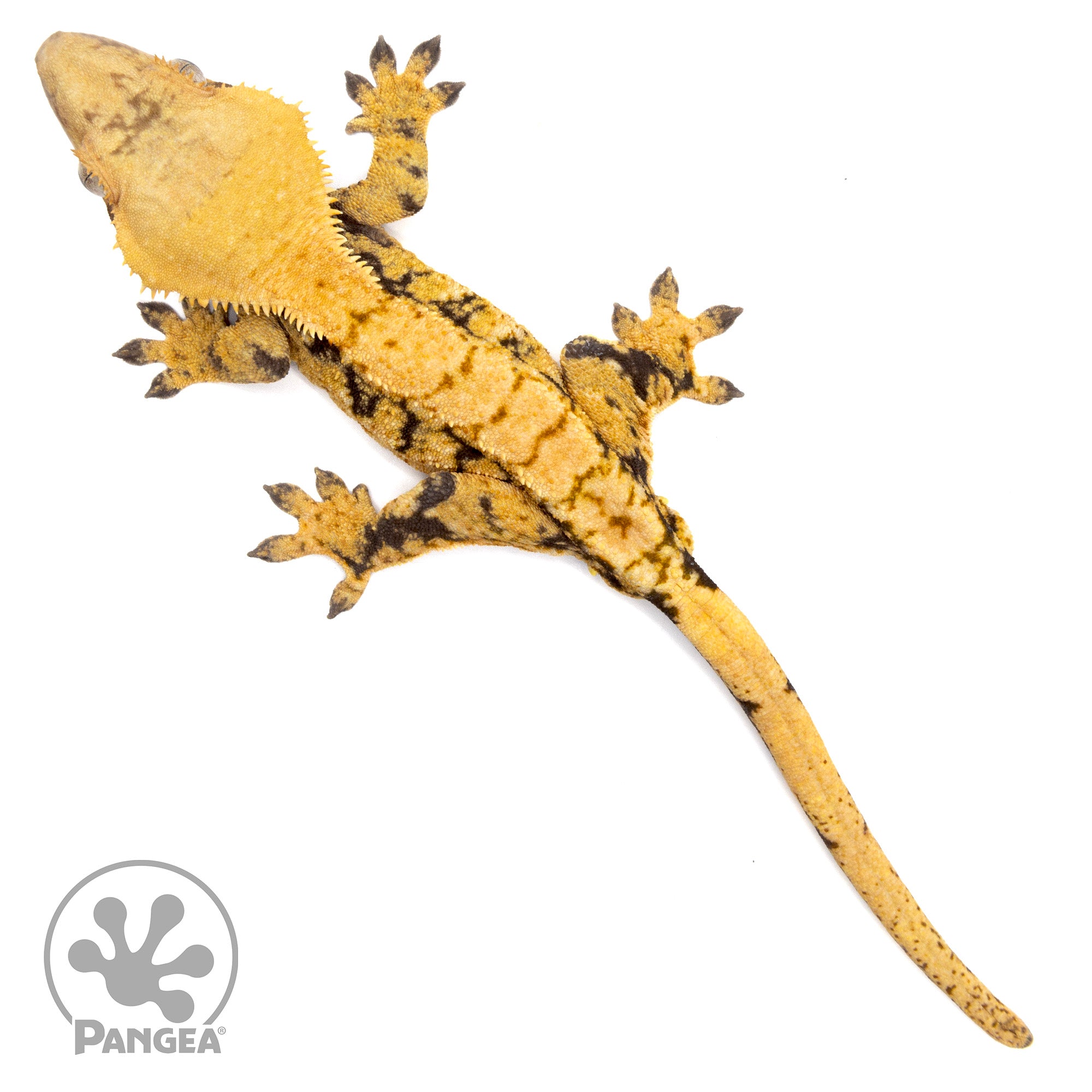 Male XXX Crested Gecko | Pangea Reptile | Cr-2300 - Pangea Reptile LLC