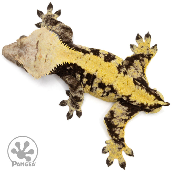Male Extreme Harlequin Crested Gecko | Pangea Reptile | Cr-2332 - Pangea Reptile LLC
