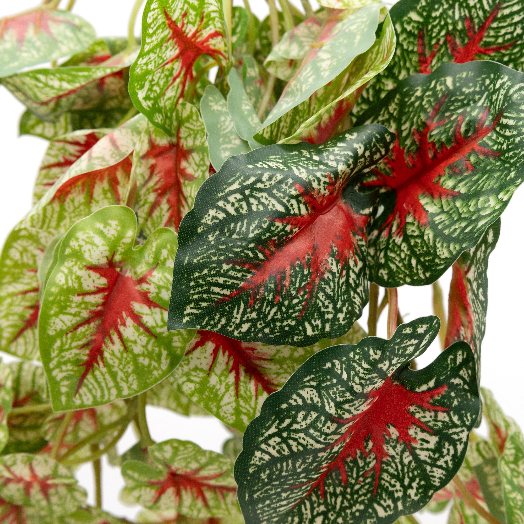 Pangea Hanging Bush - Caladium - Pangea Reptile LLC