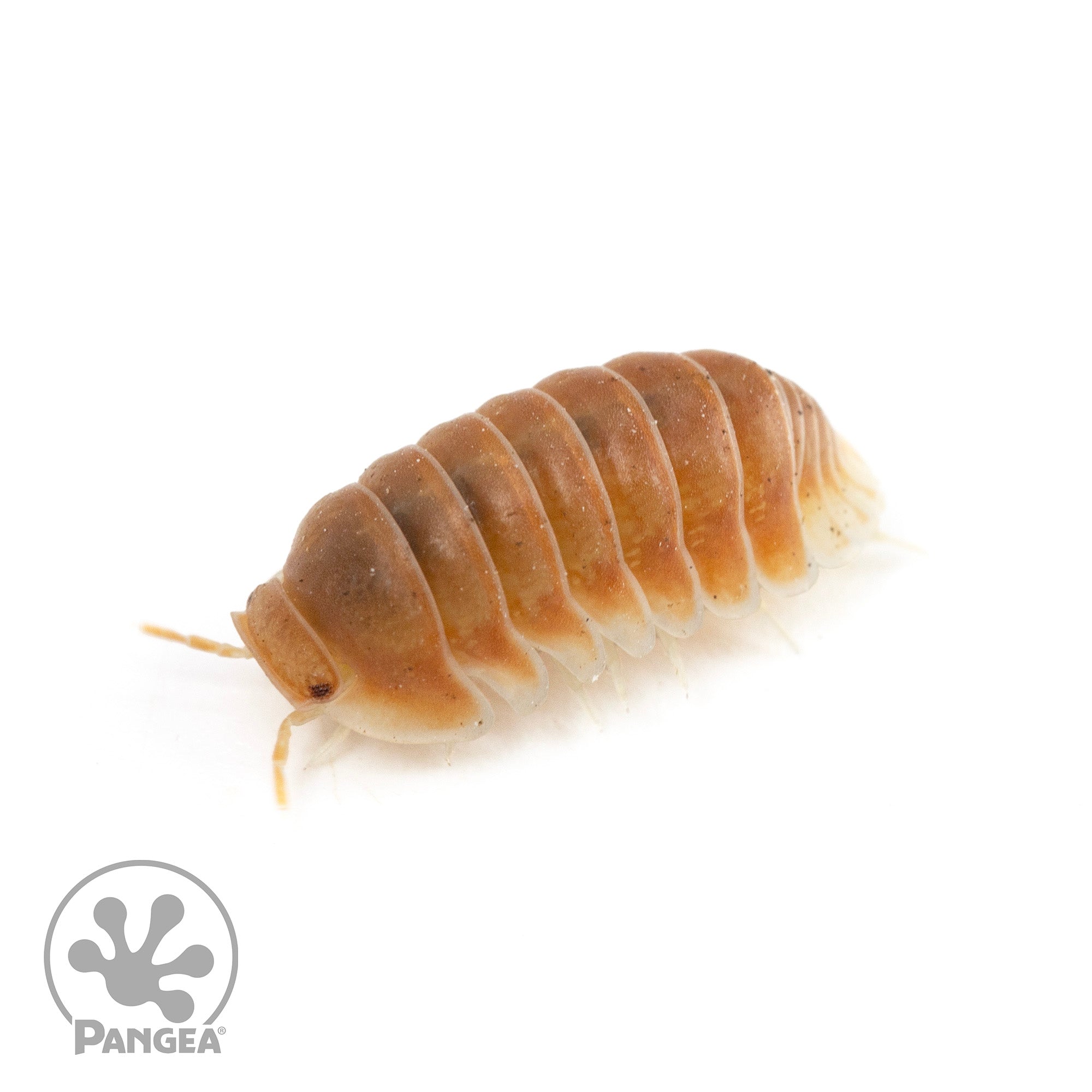 Cubaris sp. ‘Citrus’ Isopods - Pangea Reptile LLC