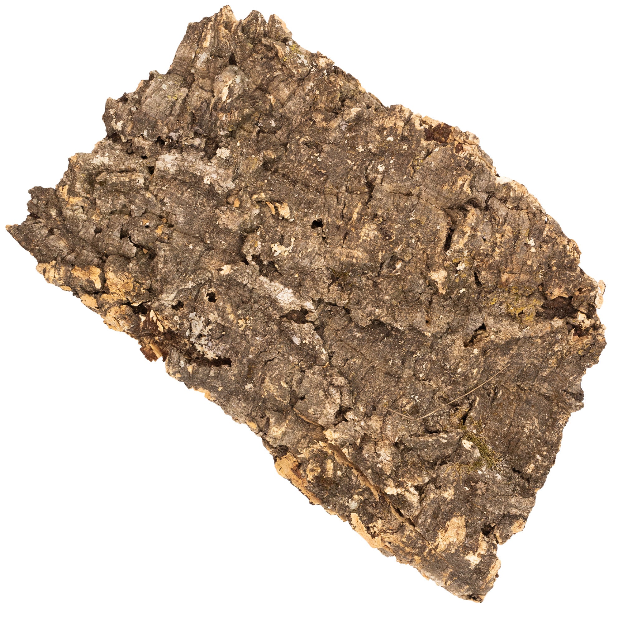 Cork Tree Bark Flat | Cork Bark | Pangea Reptile - Pangea Reptile LLC