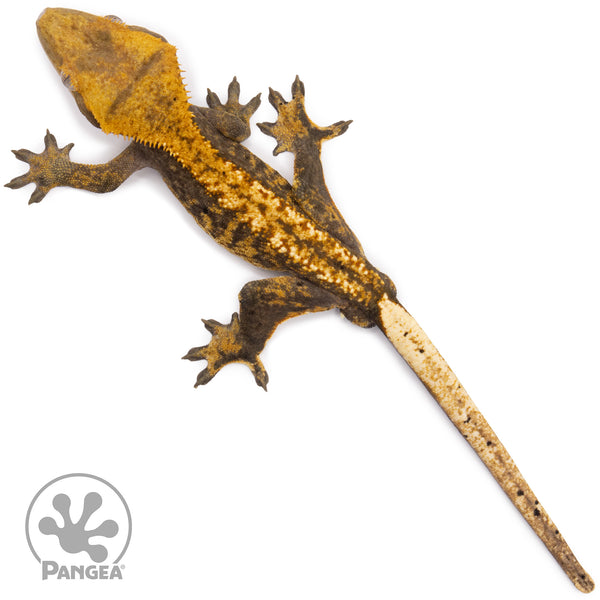 Male Tricolor Pixel Crested Gecko | Pangea Reptile | Cr-10040 - Pangea ...