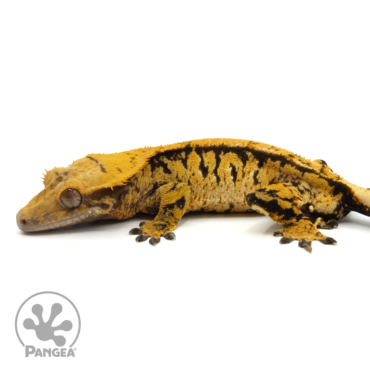 Male Reverse Pinstripe Crested Gecko | Pangea Reptile | Cr-1302 ...