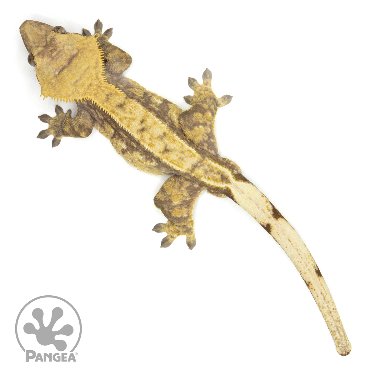 Male Red Extreme Harlequin Crested Gecko | Pangea Reptile | Cr-1664 ...