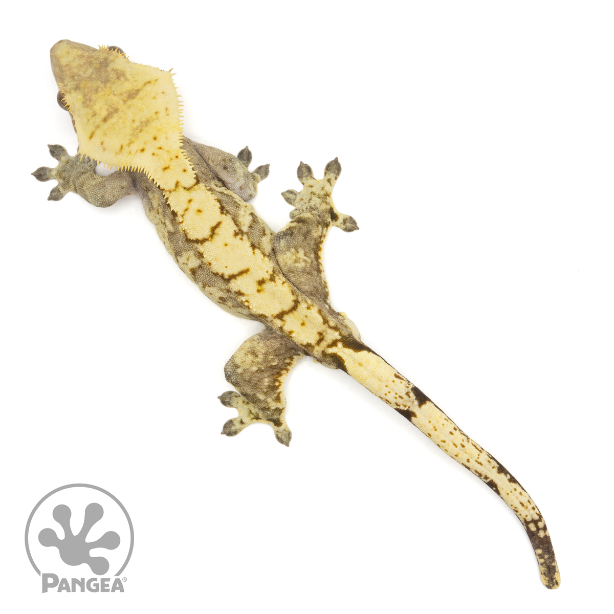 Male Extreme Harlequin Crested Gecko | Pangea Reptile | Cr-1665 - Pangea Reptile LLC