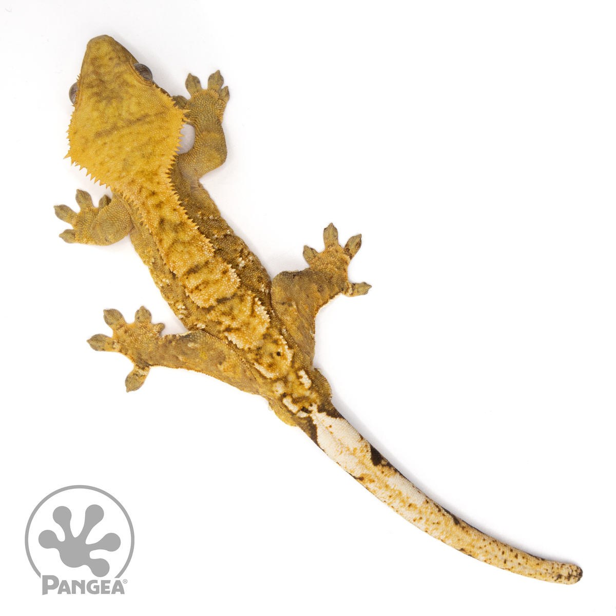 Male Brindle Crested Gecko | Pangea Reptile | Cr-1694 - Pangea Reptile LLC