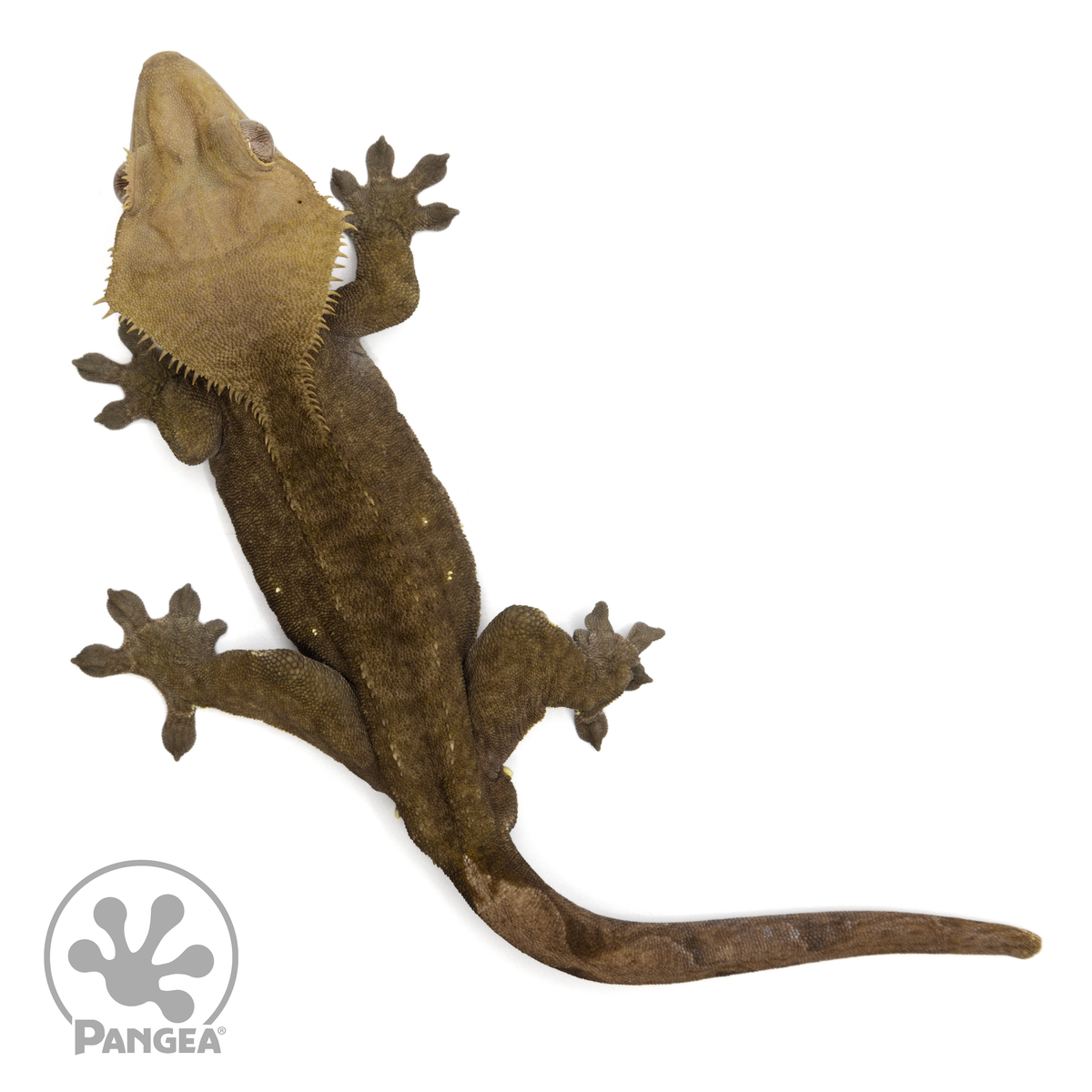 Male Black Phantom Crested Gecko | Pangea Reptile | Cr-1769 - Pangea Reptile LLC