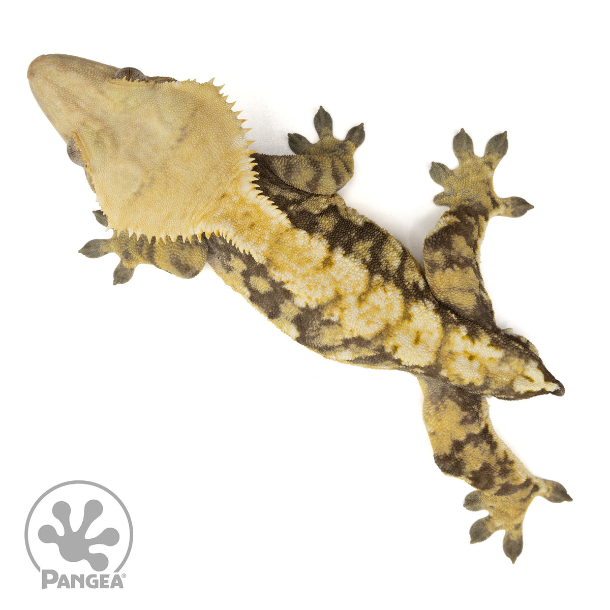 Male Extreme Harlequin Crested Gecko | Pangea Reptile | Cr-1897 - Pangea Reptile LLC