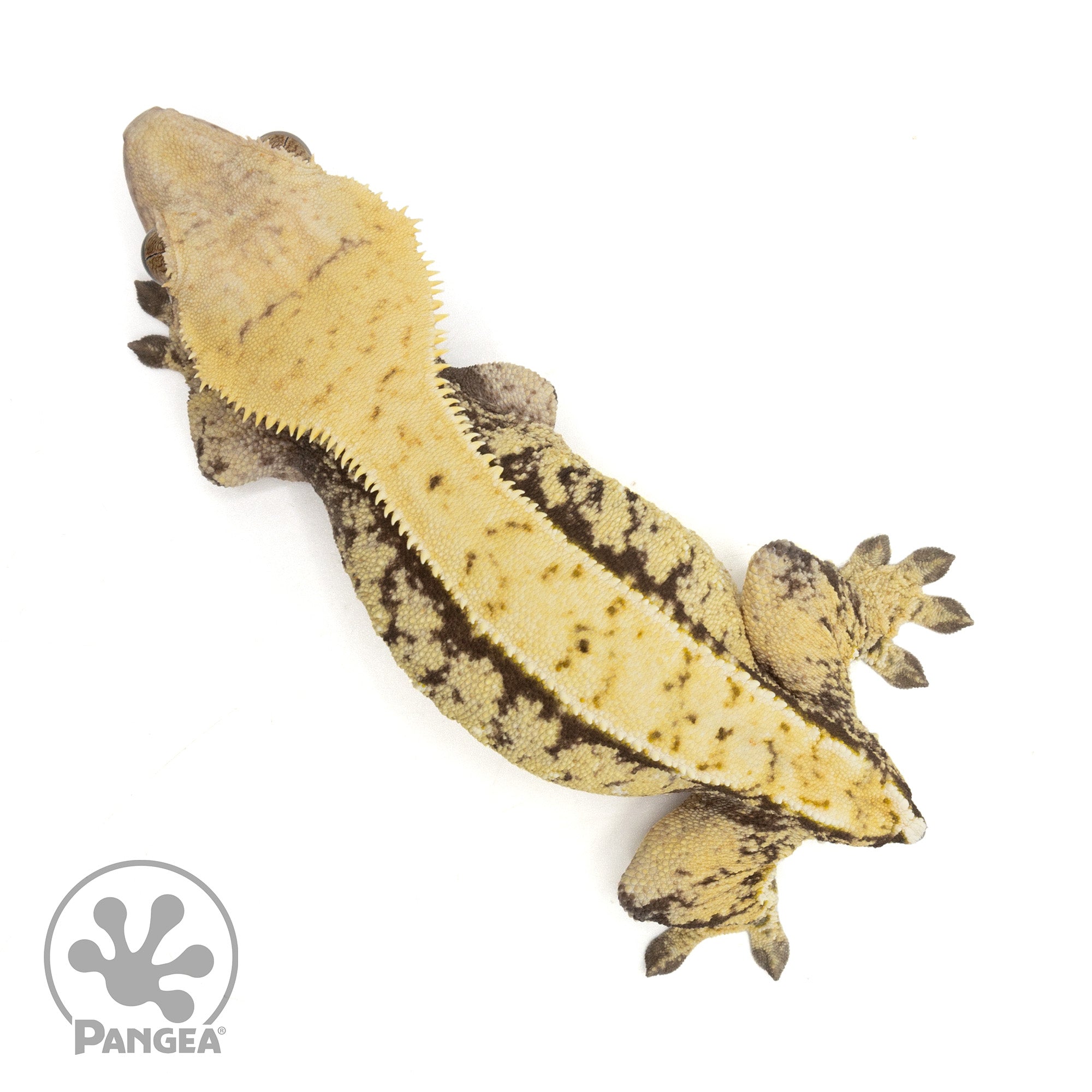 Female Extreme Harlequin Crested Gecko | Pangea Reptile | Cr-1902 ...