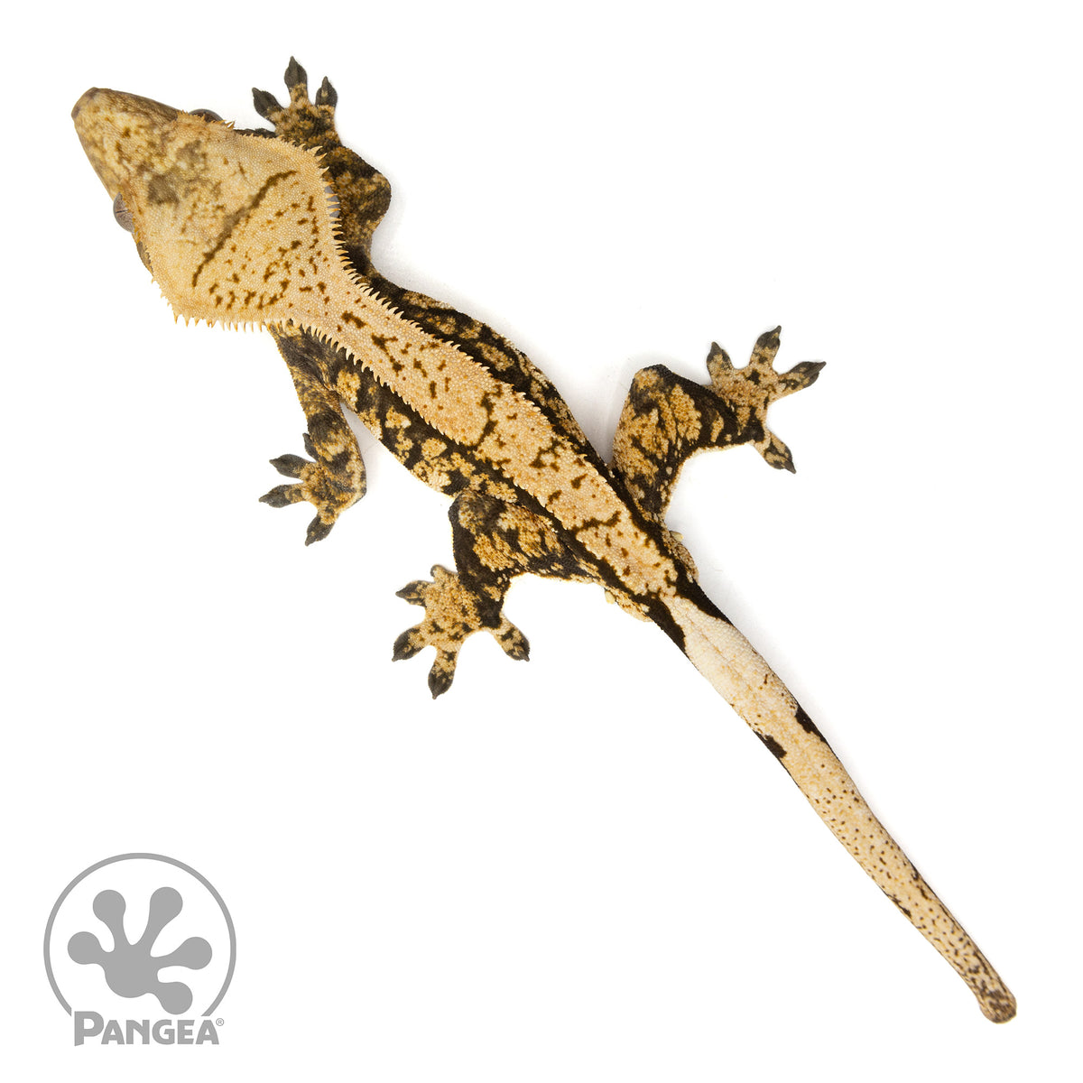 Male Tricolor Extreme Crested Gecko | Pangea Reptile | Cr-1910 - Pangea ...