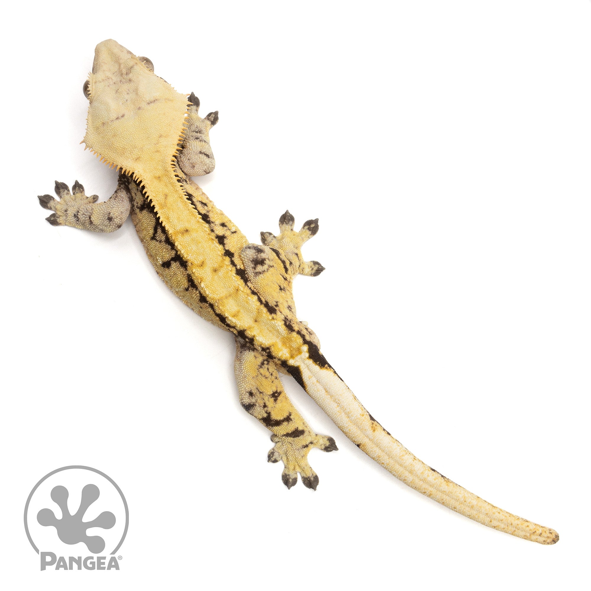 Male Extreme Harlequin Crested Gecko | Pangea Reptile | Cr-1911 ...