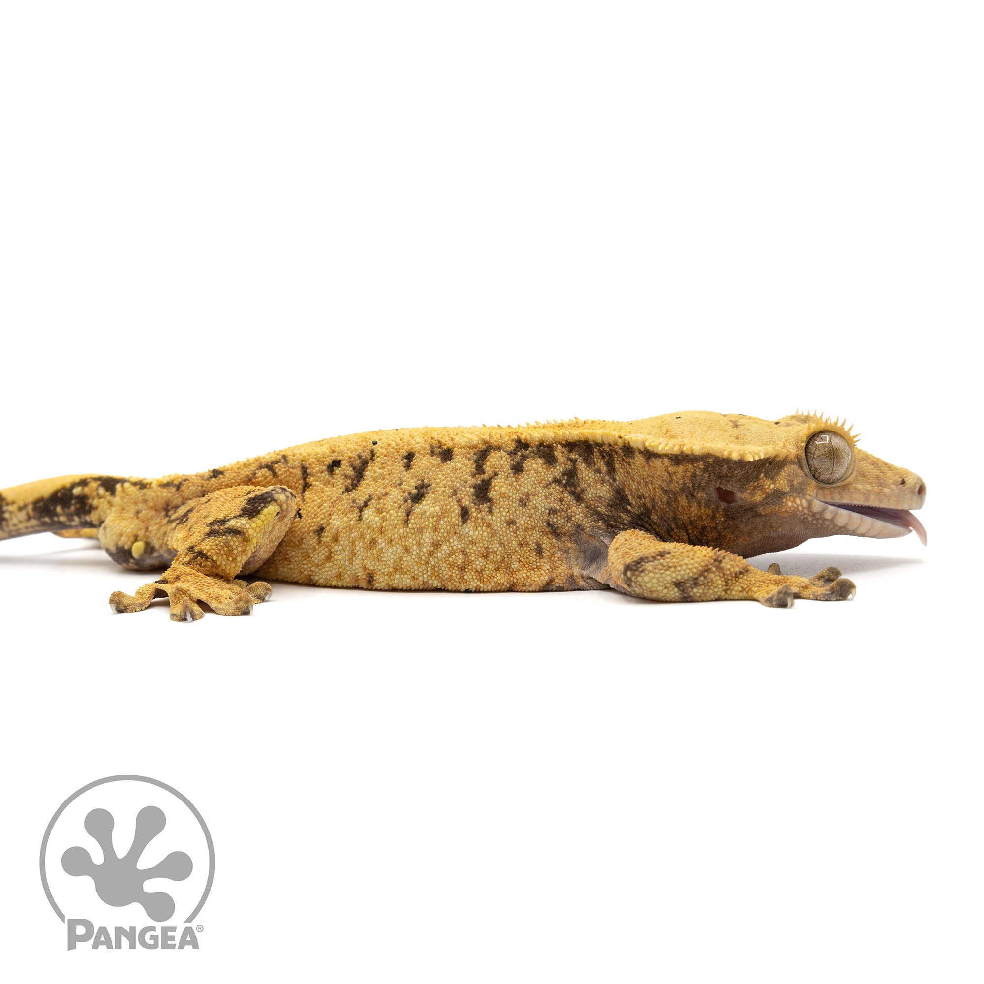 Male Extreme Harlequin Crested Gecko | Pangea Reptile | Cr-1919 ...