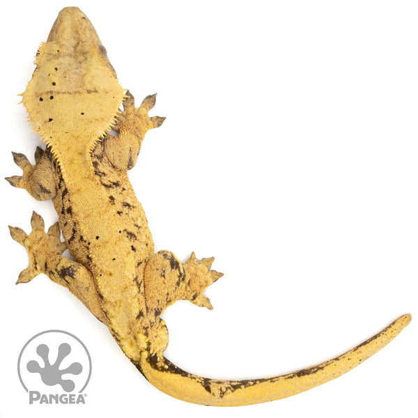 Male Extreme Harlequin Crested Gecko | Pangea Reptile | Cr-1919 ...