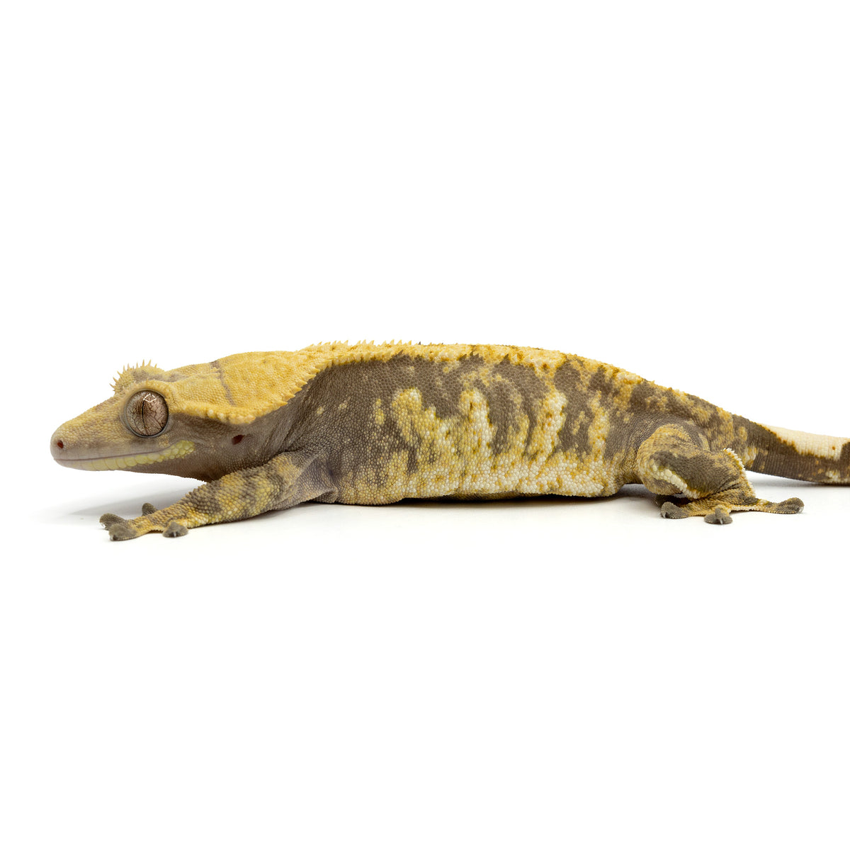 Female Tricolor Extreme Harlequin Crested Gecko | Pangea Reptile | Cr ...