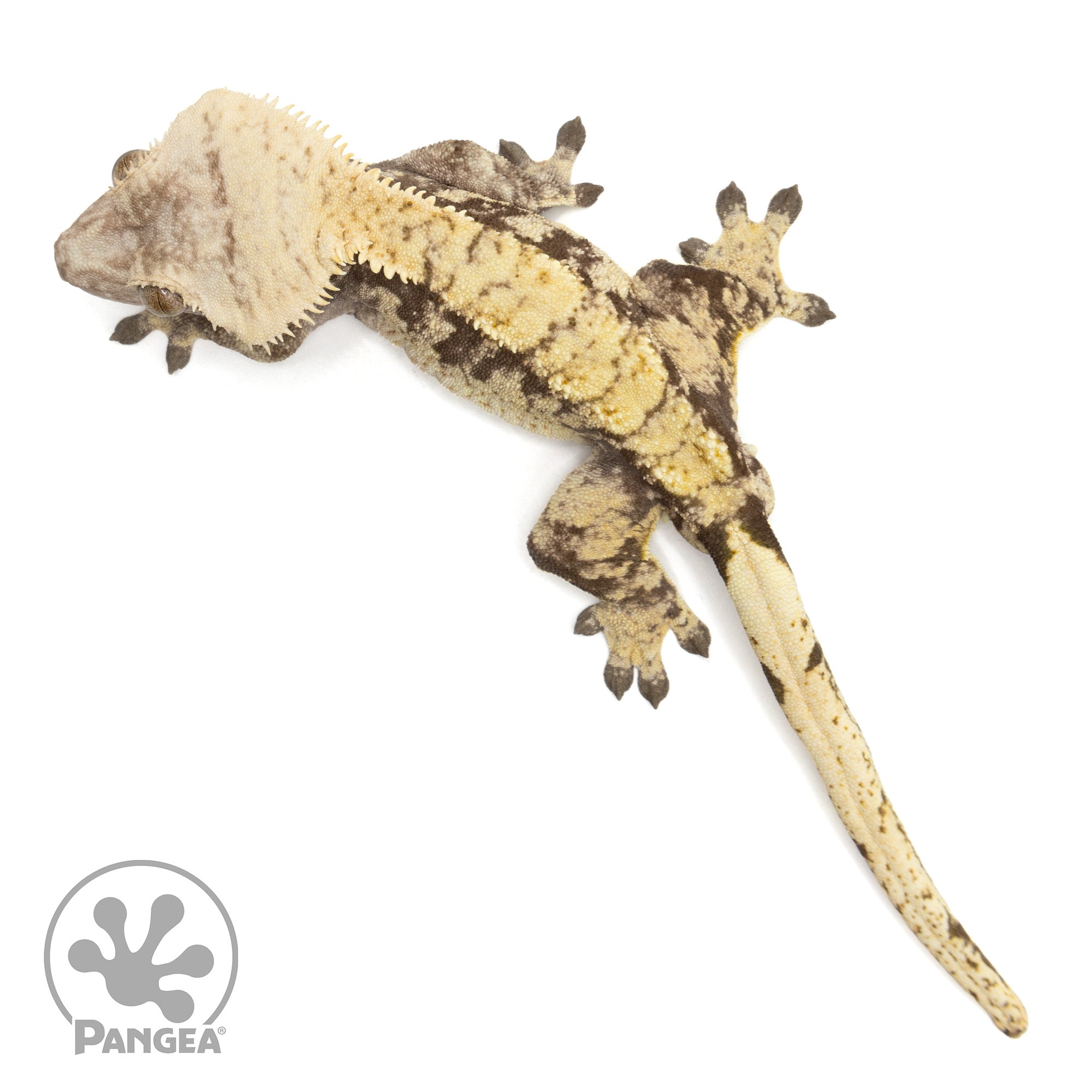 Male Extreme Harlequin Crested Gecko | Pangea Reptile | Cr-1930 ...