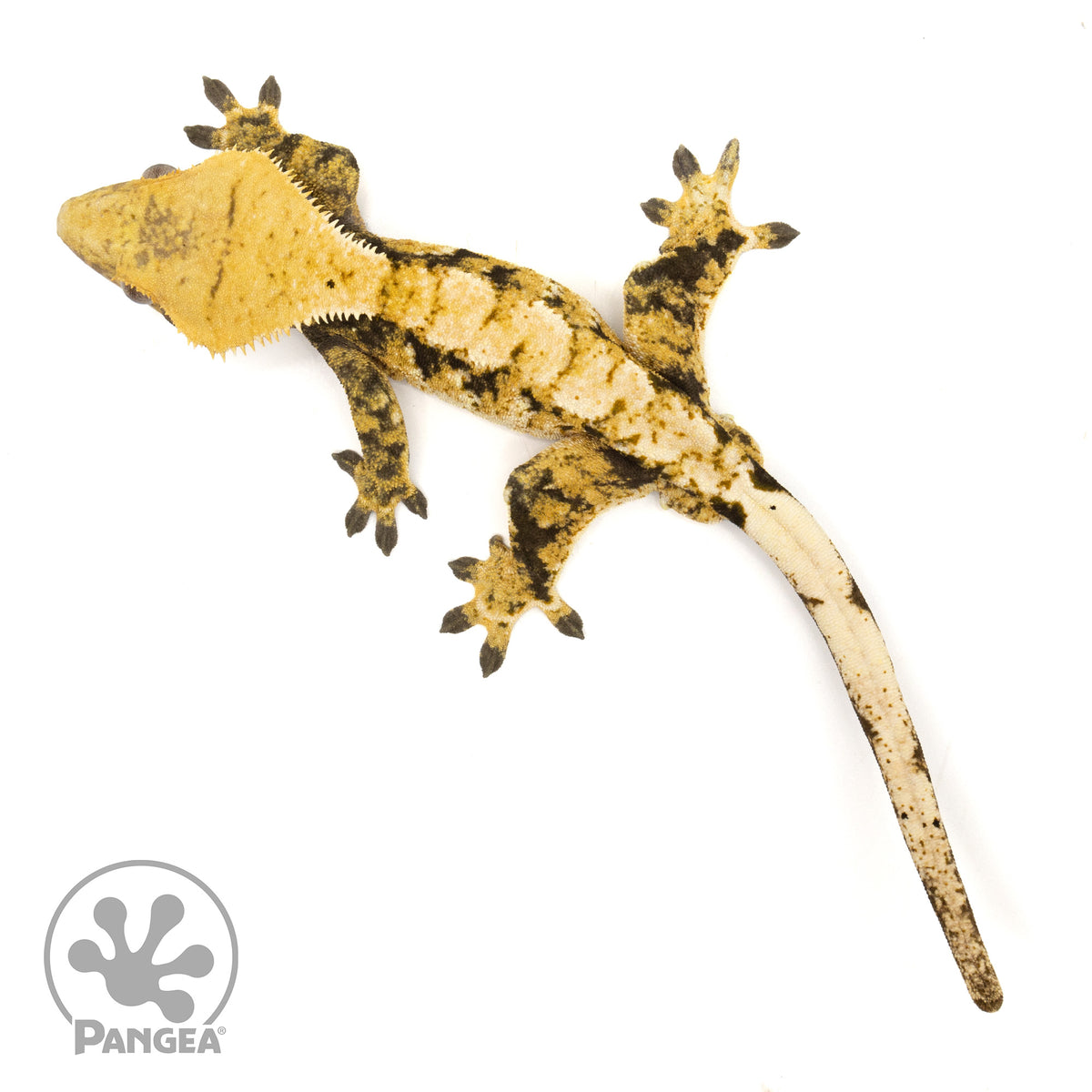 Male Tricolor Extreme Crested Gecko | Pangea Reptile | Cr-1963 - Pangea ...