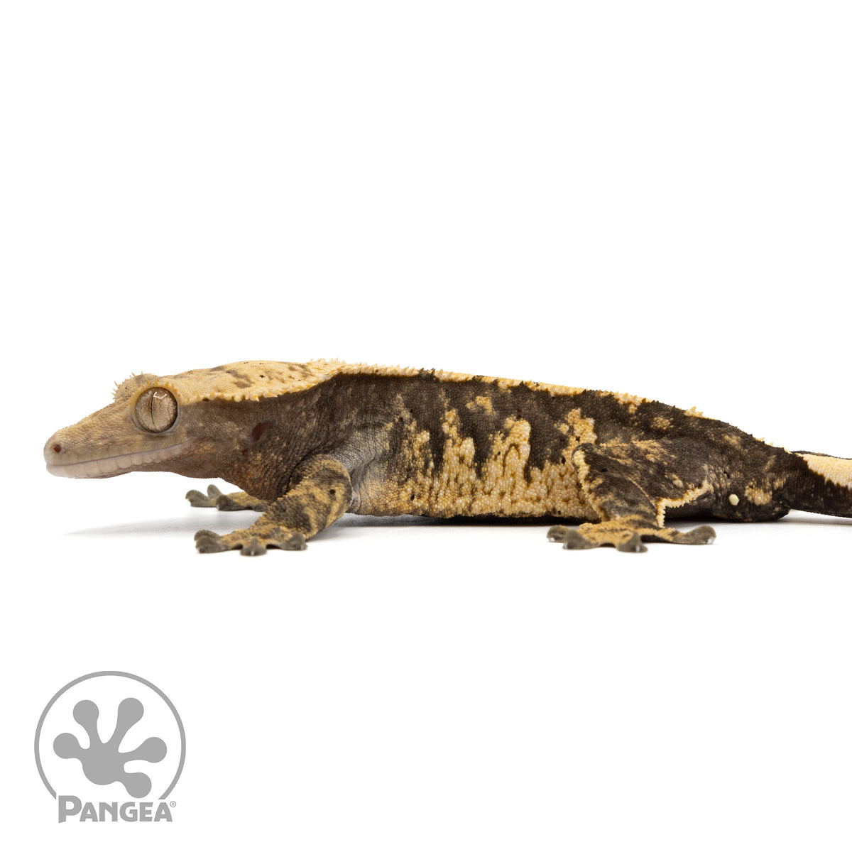Female Extreme Harlequin Crested Gecko | Pangea Reptile | Cr-1966 ...