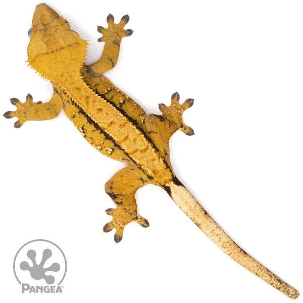 Female Halloween Reverse Pinstripe Crested Gecko | Pangea Reptile | Cr ...