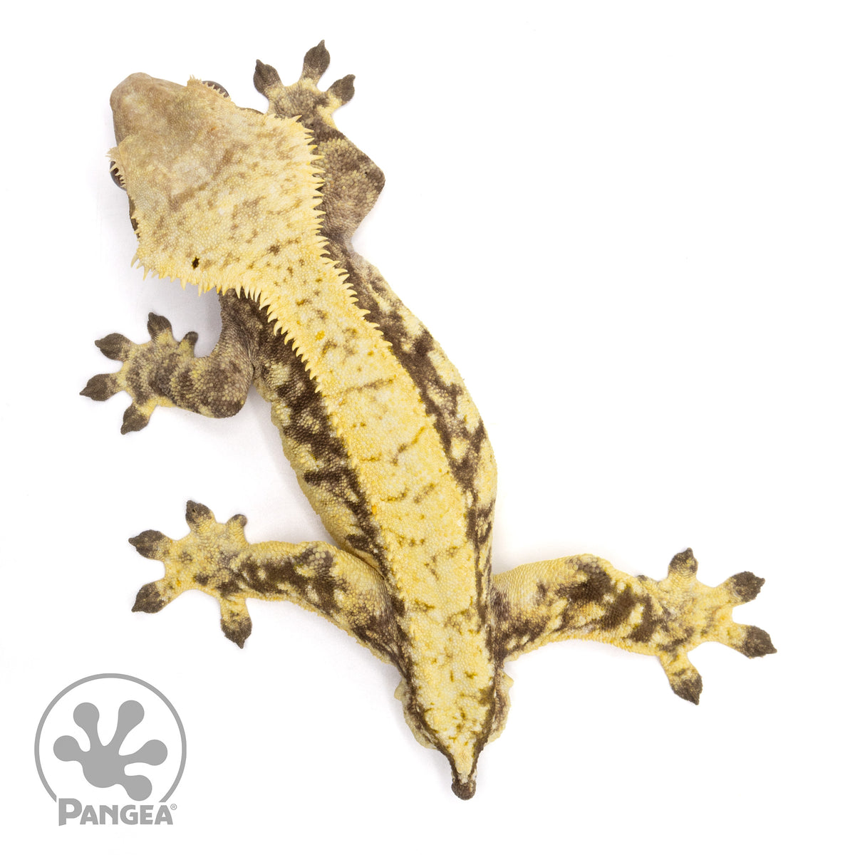 Male Extreme Harlequin Crested Gecko | Pangea Reptile | Cr-2025 ...