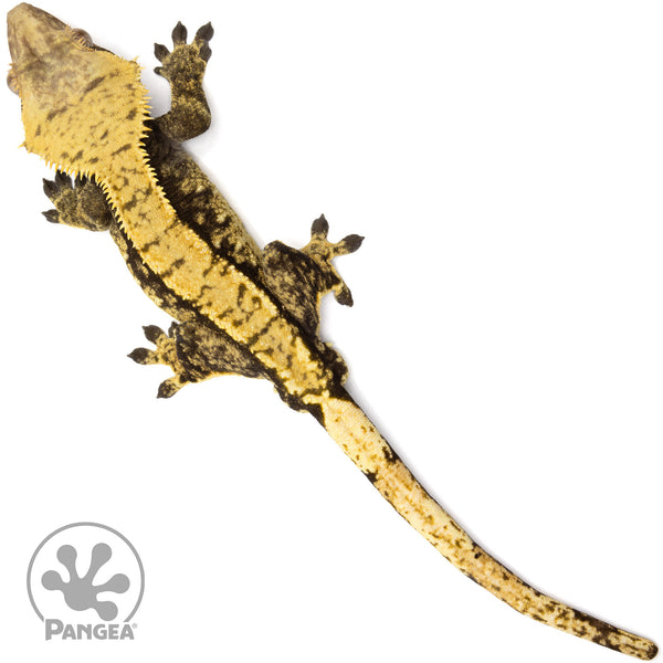 Male Extreme Harlequin Crested Gecko | Pangea Reptile | Cr-2036 ...
