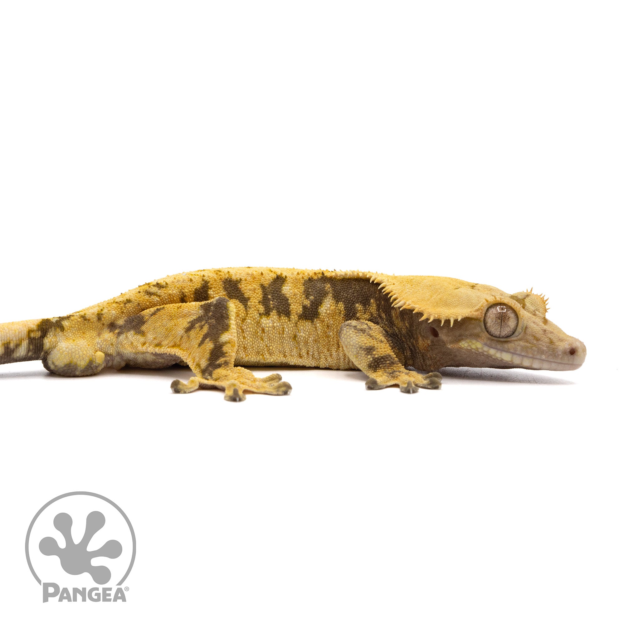 Male XXX Crested Gecko | Pangea Reptile | Cr-2043 - Pangea Reptile LLC