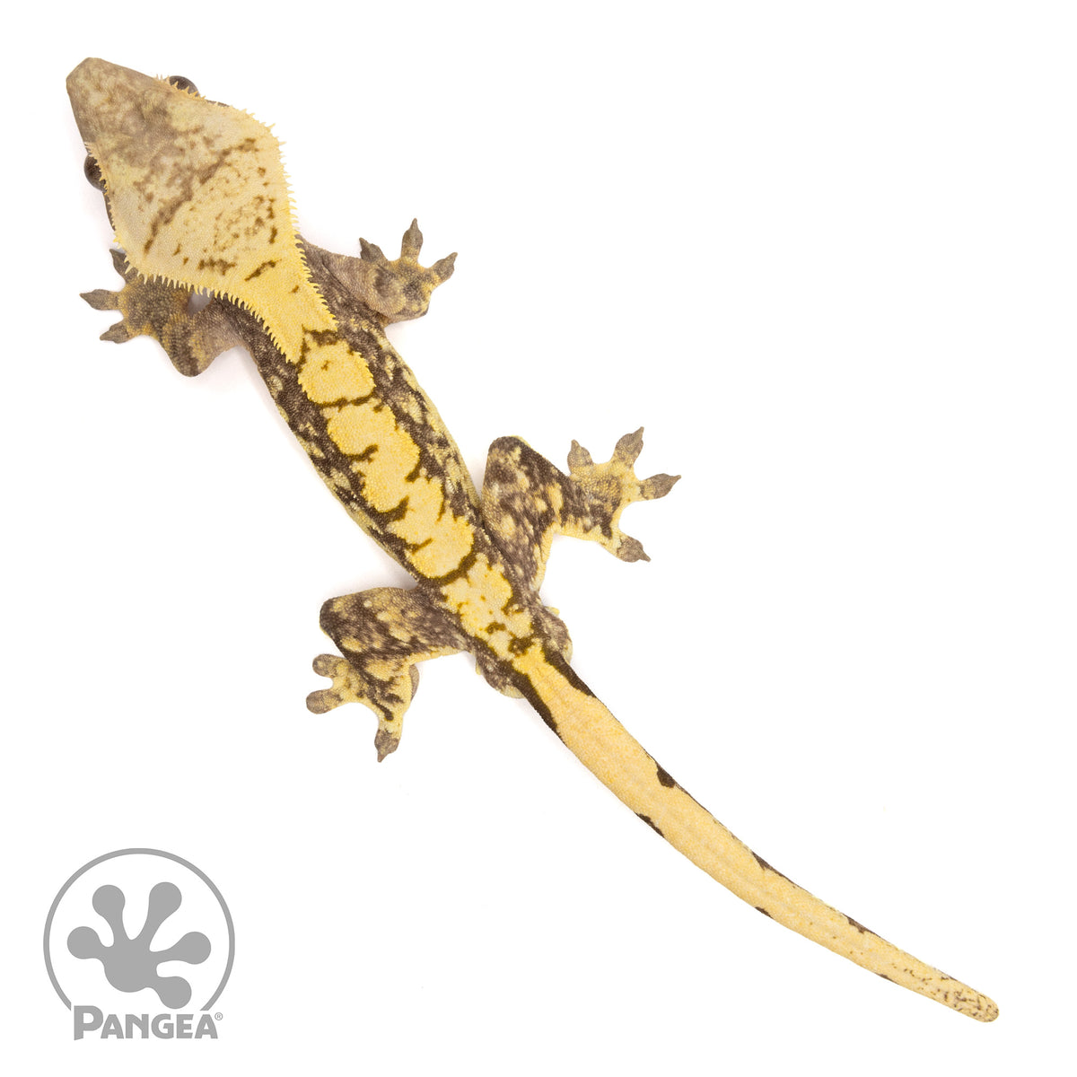 Male Extreme Harlequin Crested Gecko | Pangea Reptile | Cr-2052 ...