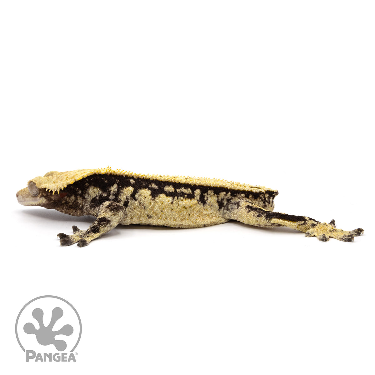 Male White Wall Extreme Crested Gecko | Pangea Reptile | Cr-2062 ...