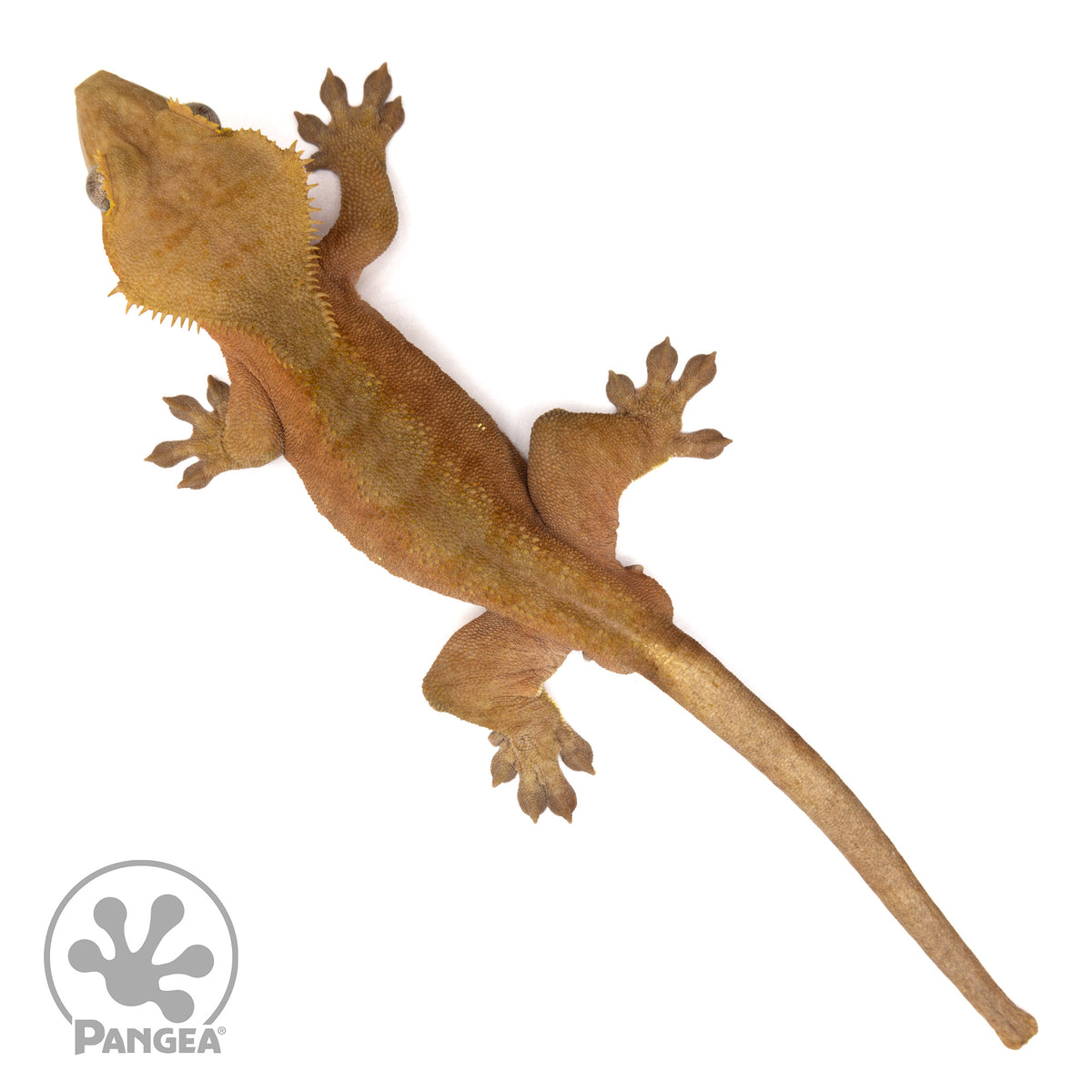 Male Red Phantom Crested Gecko | Pangea Reptile | Cr-2088 - Pangea ...