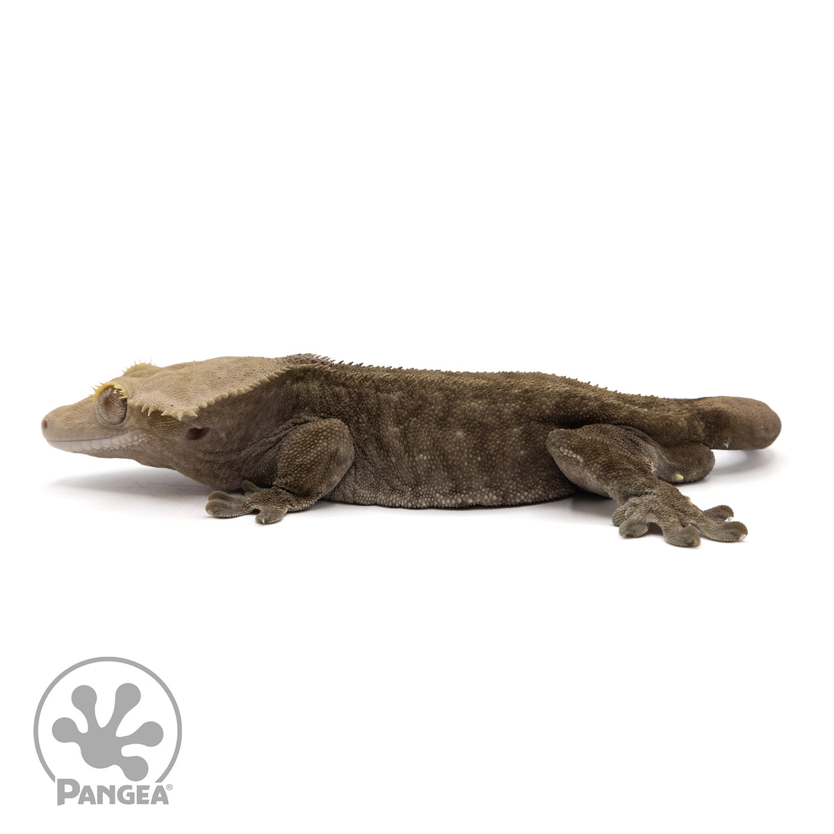 Male Dark Patternless Crested Gecko | Pangea Reptile | Cr-2089 - Pangea ...