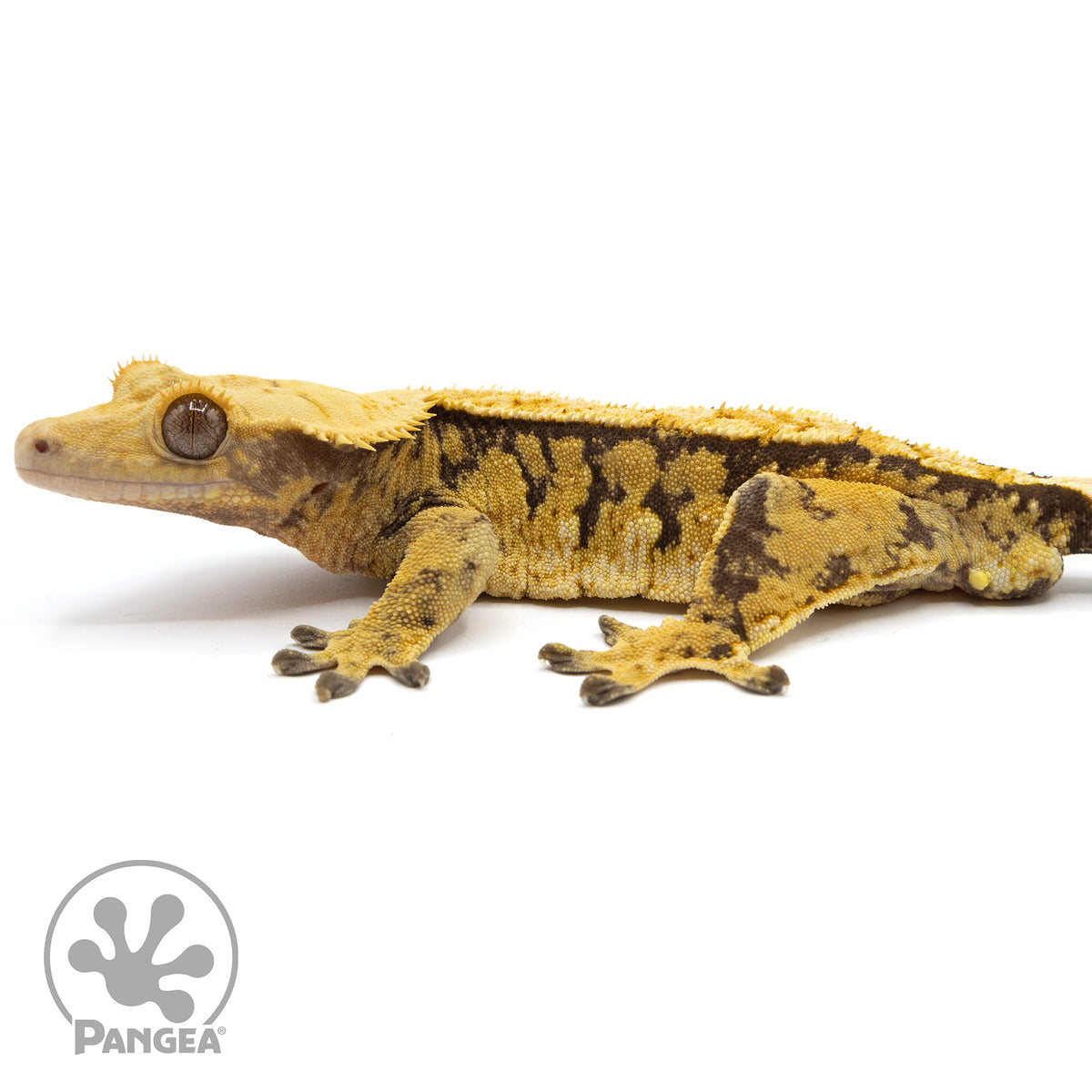 Male Tricolor Extreme Crested Gecko | Pangea Reptile | Cr-2093 - Pangea ...