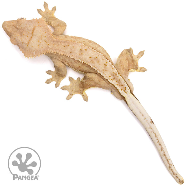 Male Reverse Quadstripe Crested Gecko | Pangea Reptile | Cr-2181 ...