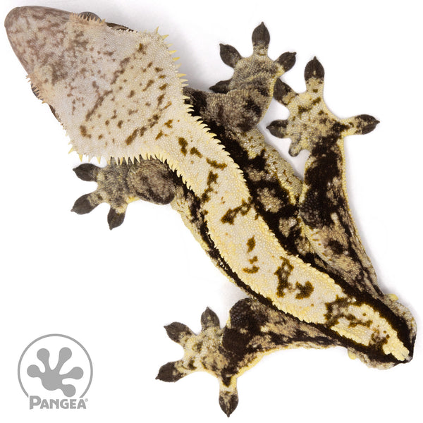 Male Extreme Harlequin Crested Gecko | Pangea Reptile | Cr-2185 ...